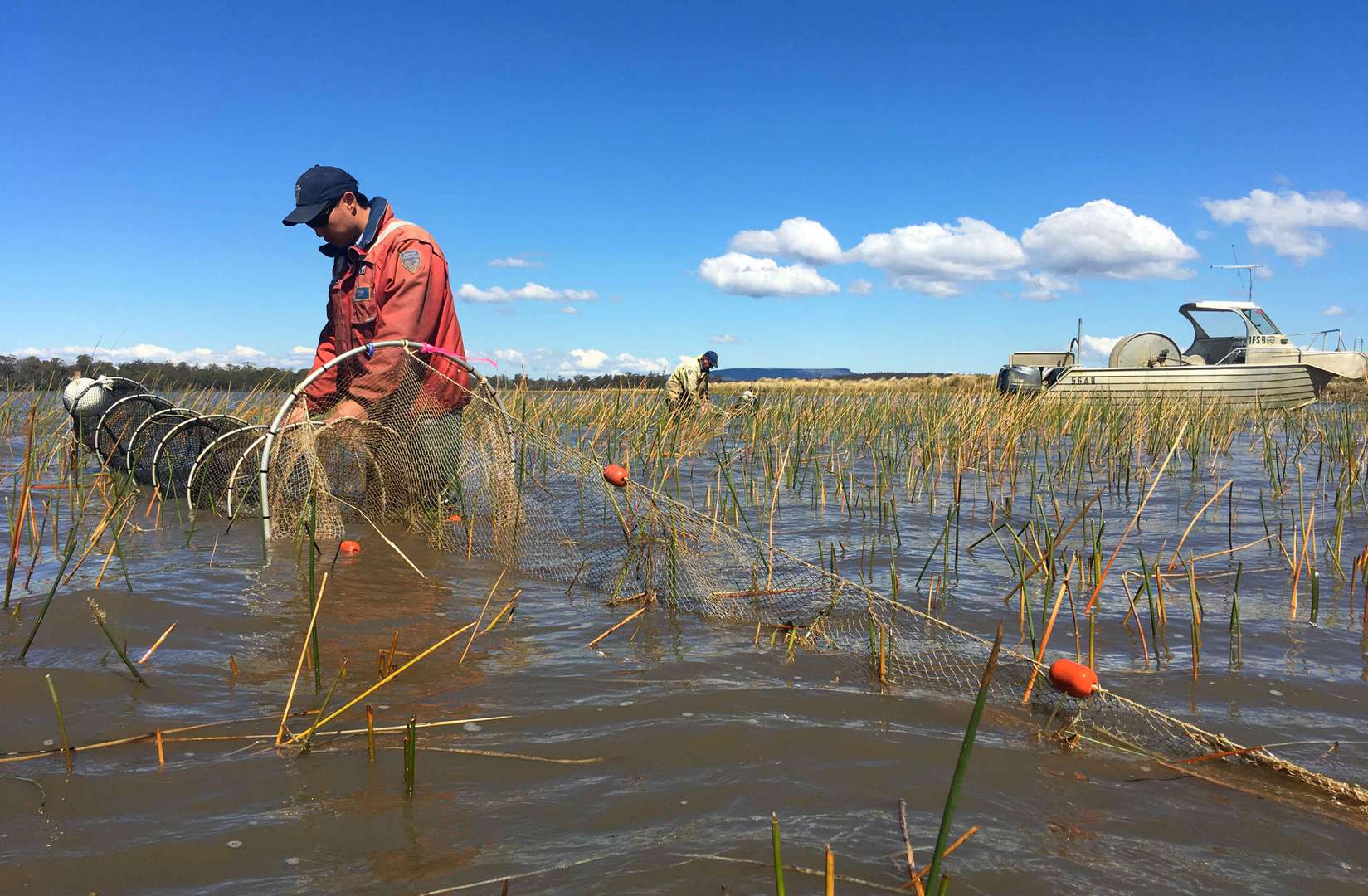 Lake Sorell juvenile carp survey is a success!