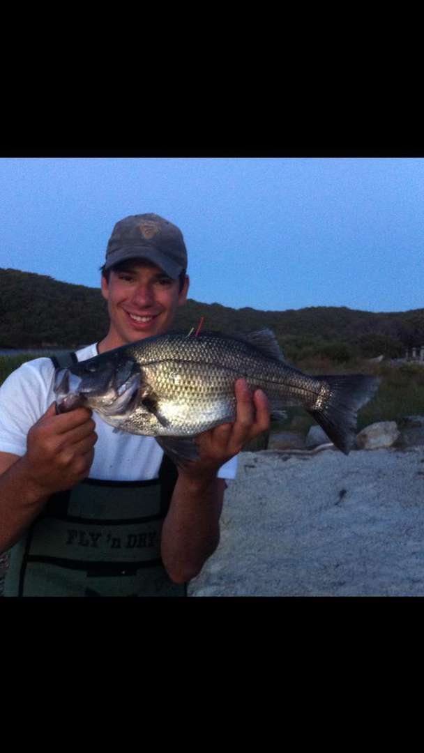 Future looking bright for Tasmanian estuary perch