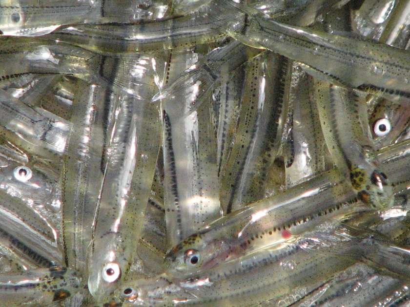 The 2012 whitebait season opens