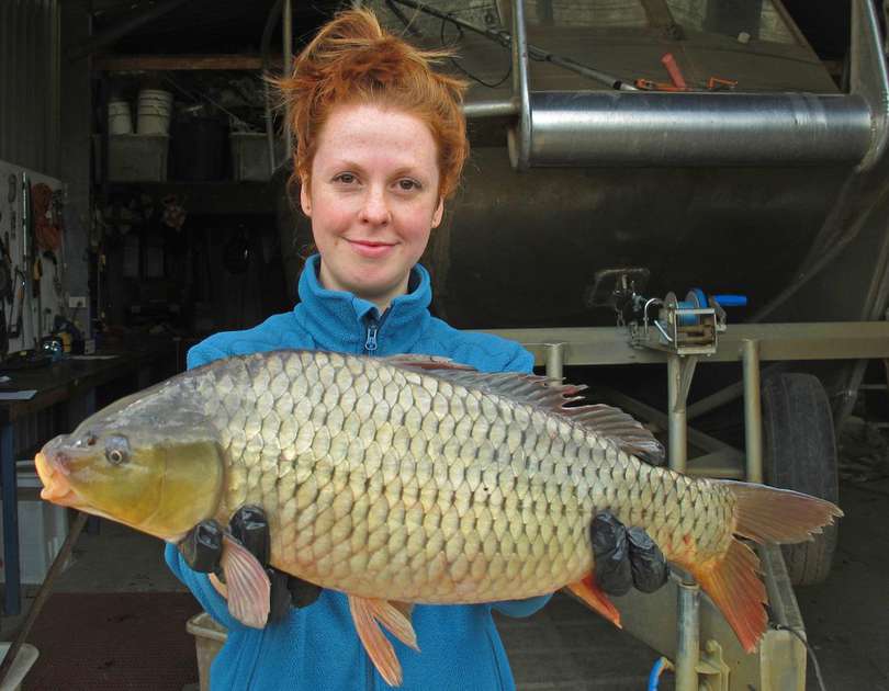 Big female carp removed from Lake Sorell!