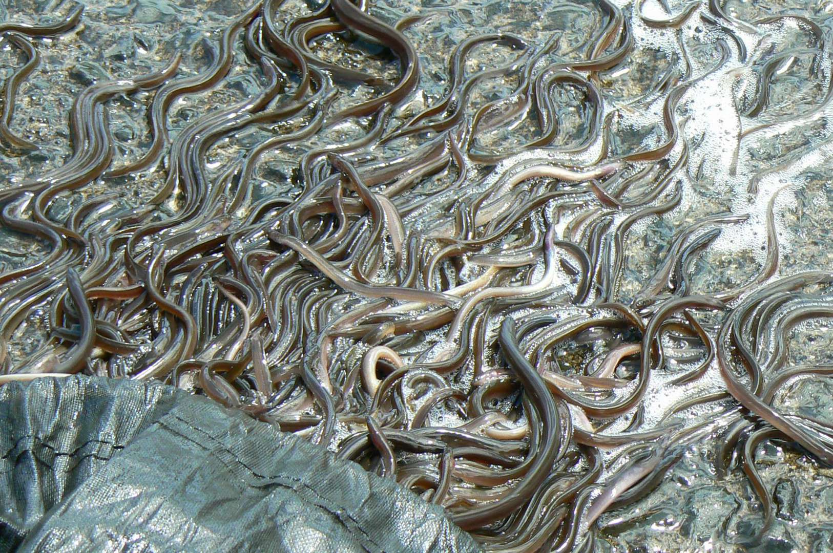 Good elver harvest good news for the environment
