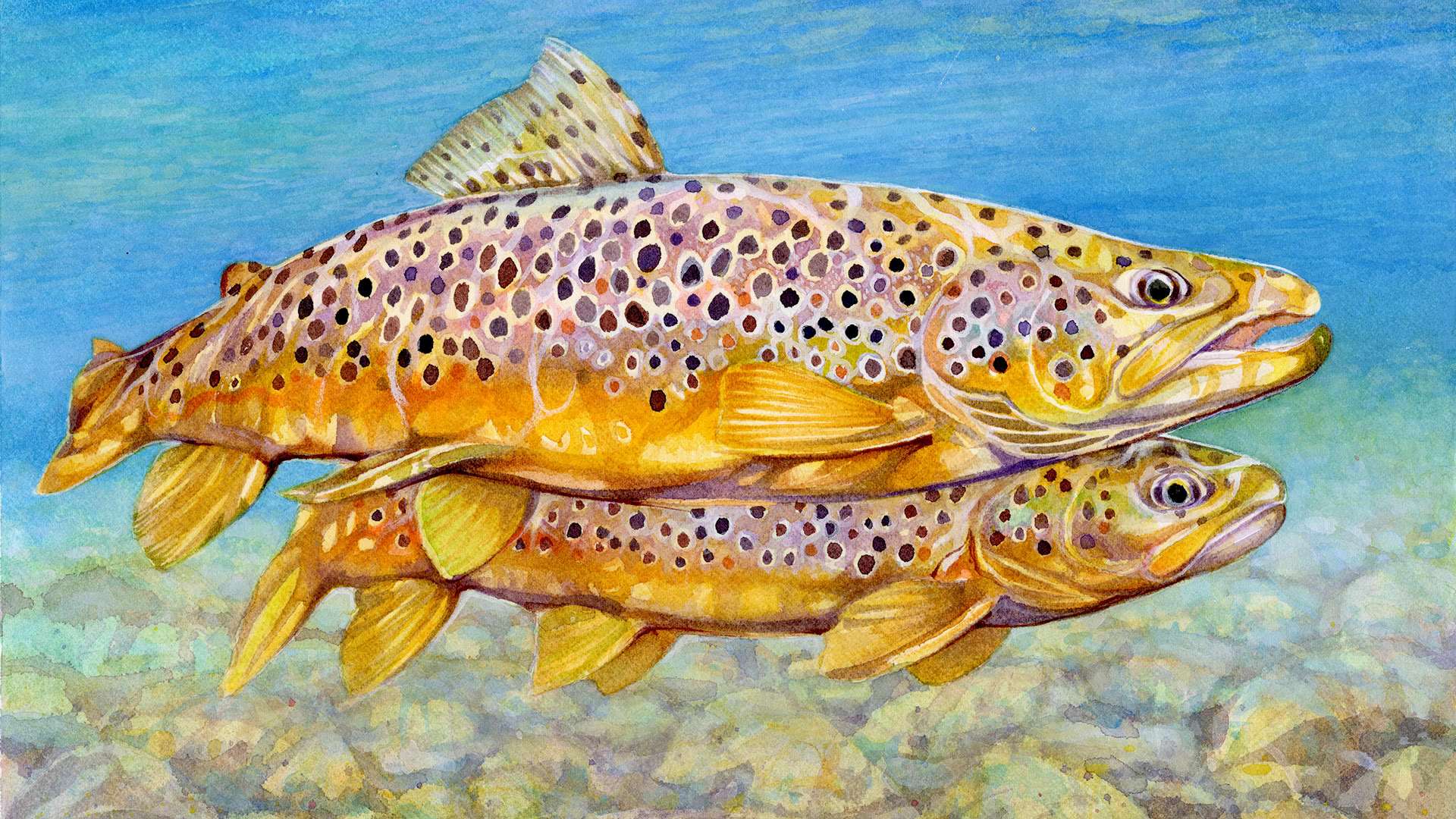 Inland Fisheries Service