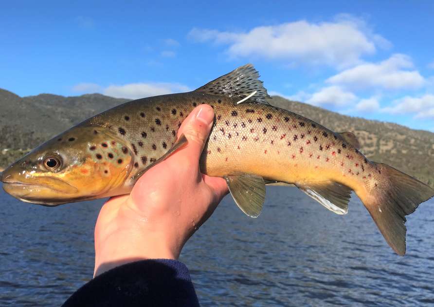 River Derwent tagged trout research - continued
